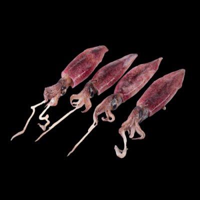 Needle Squid - First Global Seafood