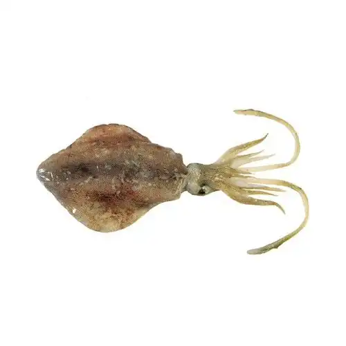 Broad Squid - First Global Seafood